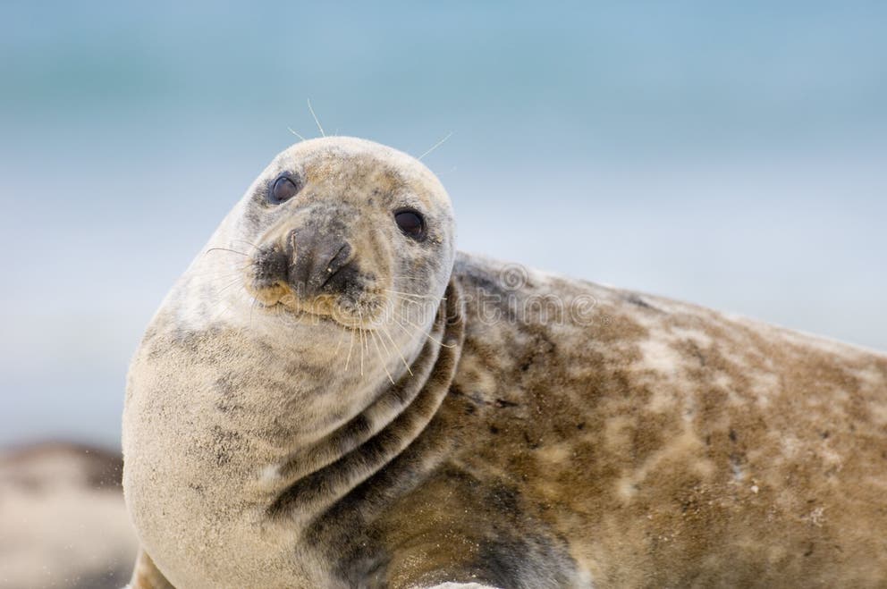 Adult Common Seal stock photo. Image of beach, mammals - 5121108