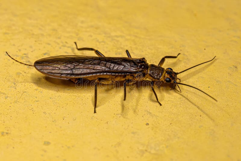 Adult Common Stonefly Insect Stock Photo - Image of invertebrate ...
