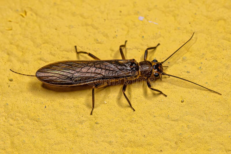 Adult Common Stonefly Insect Stock Image - Image of stonefly, insecta ...
