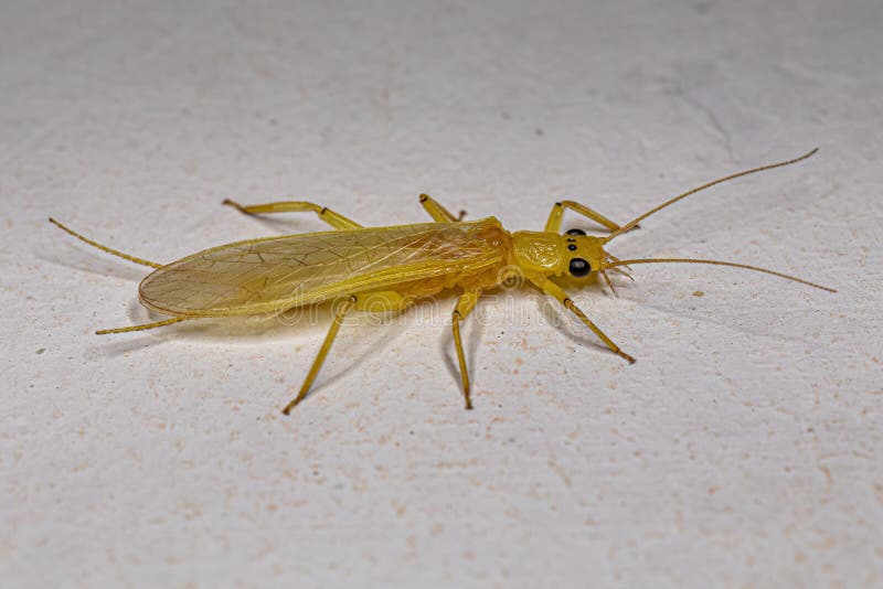 Adult Common Stonefly Insect Stock Photo - Image of adult, insecta ...