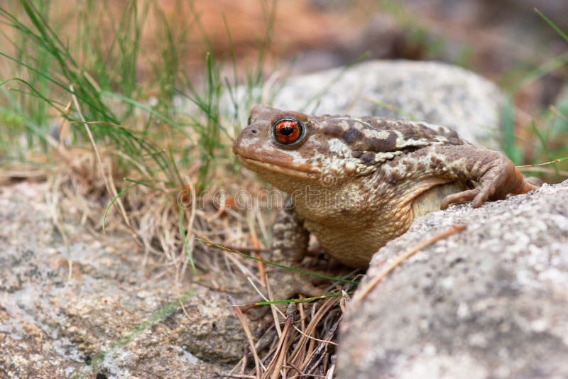 Adult Common Toad Walking On The Floor Stock Photo - Image of spotted ...