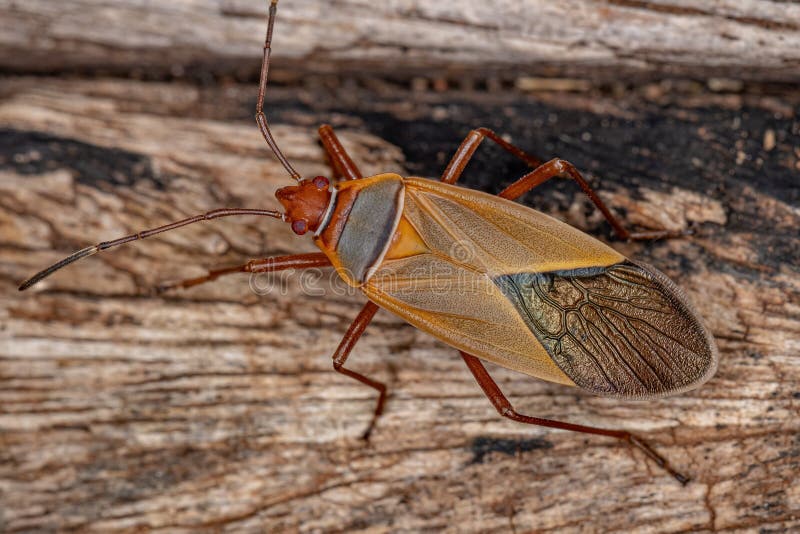 Adult Cotton Stainer Bug stock photo. Image of creature - 233496180
