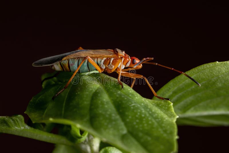 Adult Cotton Stainer Bug on a Basil Leaf Stock Image - Image of small ...