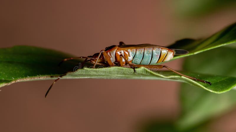 Adult Cotton Stainer Bug on a Basil Leaf Stock Photo - Image of insect ...
