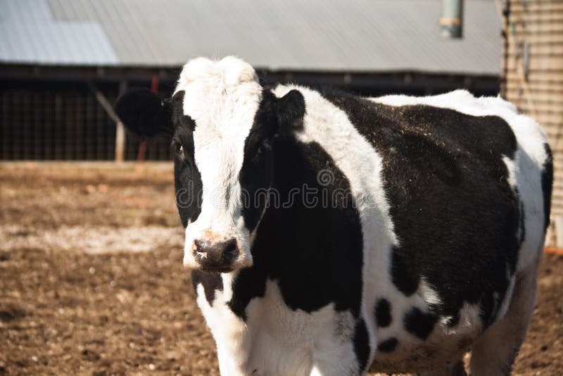 Adult Cow stock photo. Image of heifer, animal, cows - 13237992