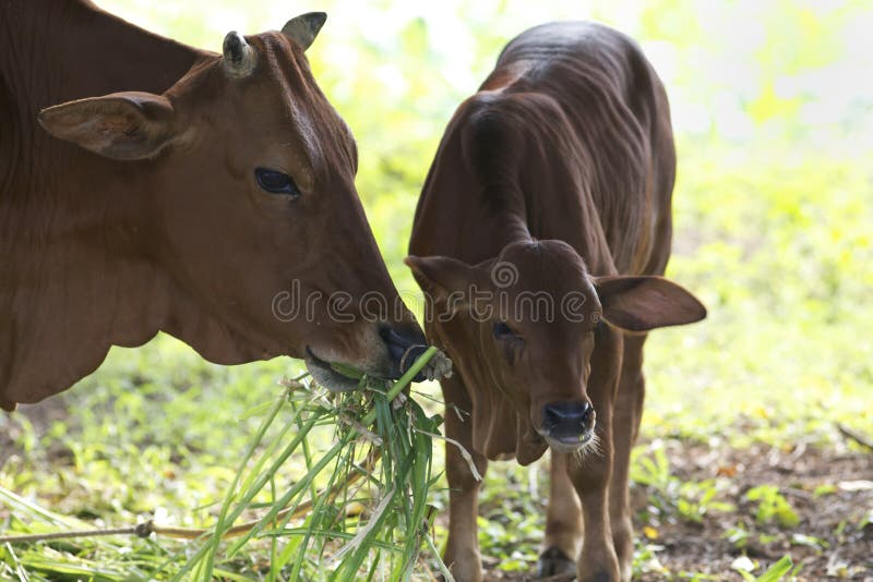 Adult Cow with Baby Calf stock image. Image of closeup - 24859097