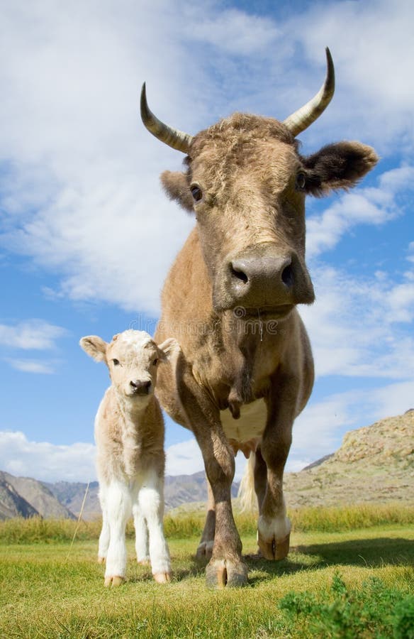 An adult cow and calf stock photo. Image of bull, horns - 11151482