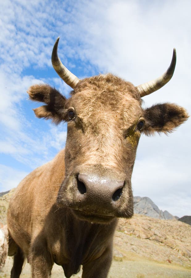 An adult cow and calf stock image. Image of calf, green - 11151517