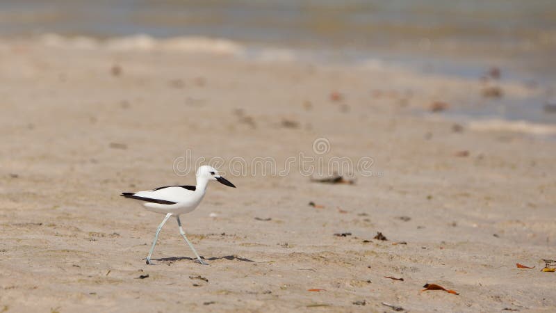 Adult Crab-Plover stock photo. Image of alone, colours - 24865946