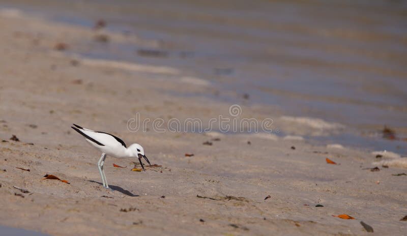 Adult Crab-Plover with Prey Stock Image - Image of color, exotic: 24865977