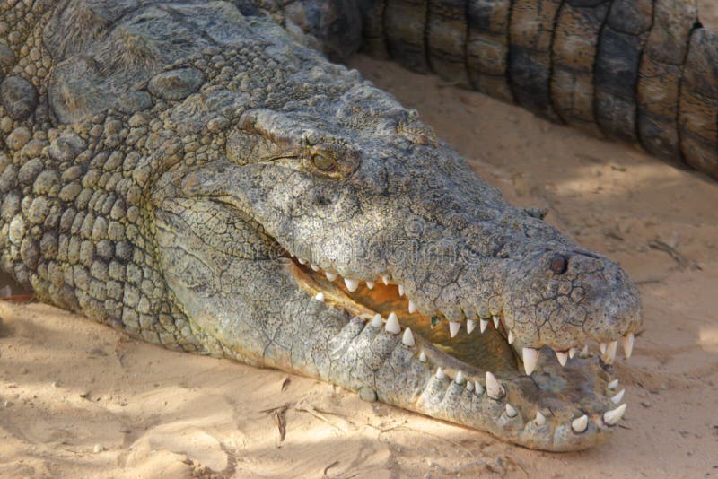 Adult Crocodile Head Picture. Image: 6521317