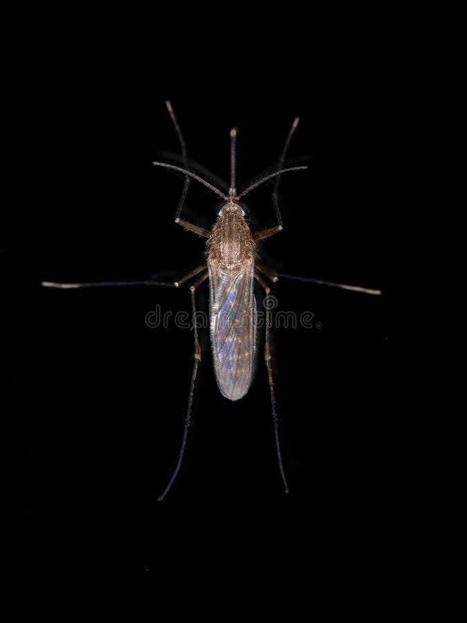 Adult Culicine Mosquito stock image. Image of sucker - 226436355