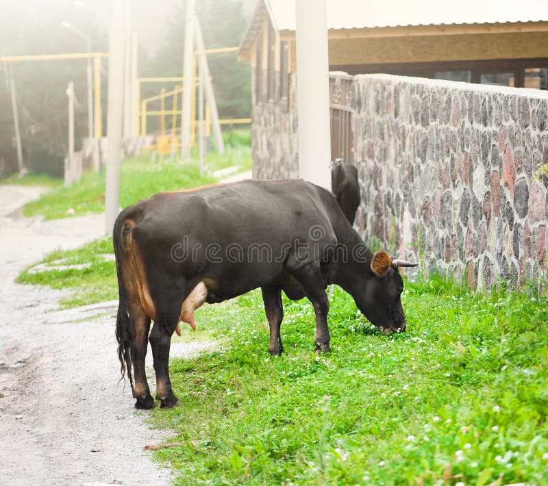 Adult Dairy Cow with a Large, Full Udder Stock Photo - Image of pasture ...
