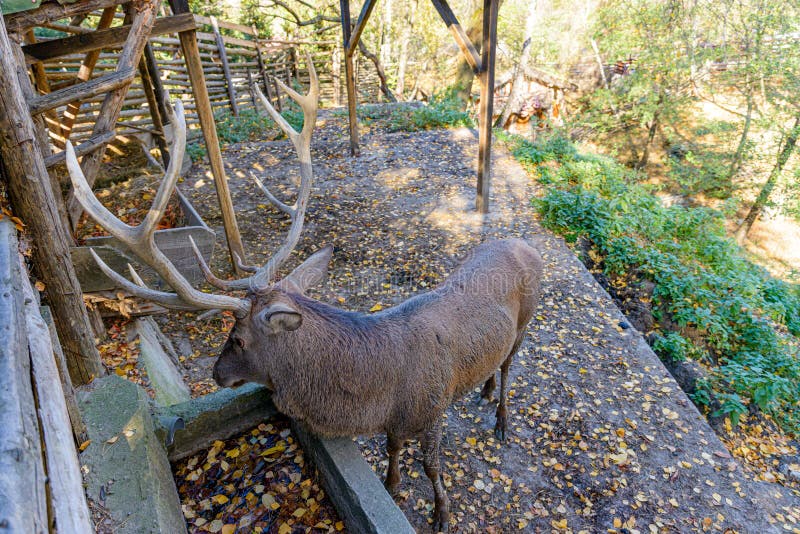 Adult deer in captivity stock image. Image of hunting - 295691419