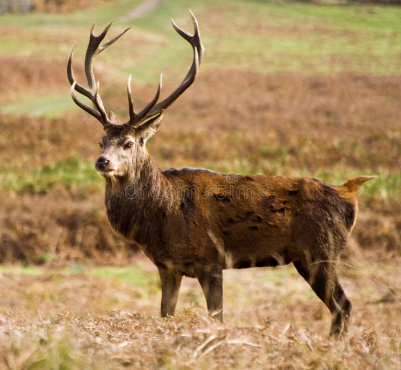 An adult deer stock image. Image of attentive, antler - 4739319