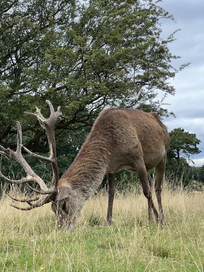 Adult Deer stock image. Image of giggling, autumnal, damp - 45616841