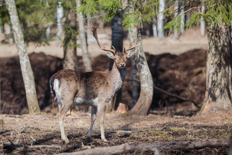 Adult deer in the woods stock image. Image of horns, fallow - 44376543