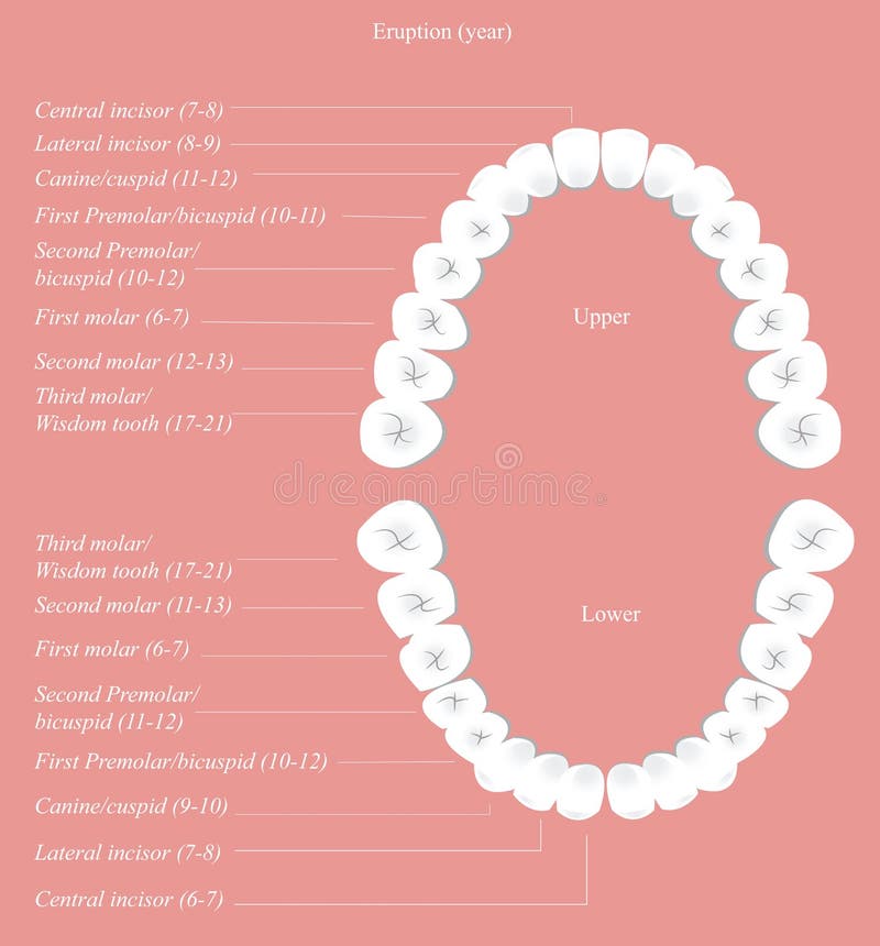 Adult dental chart stock vector. Illustration of dentist - 15770281
