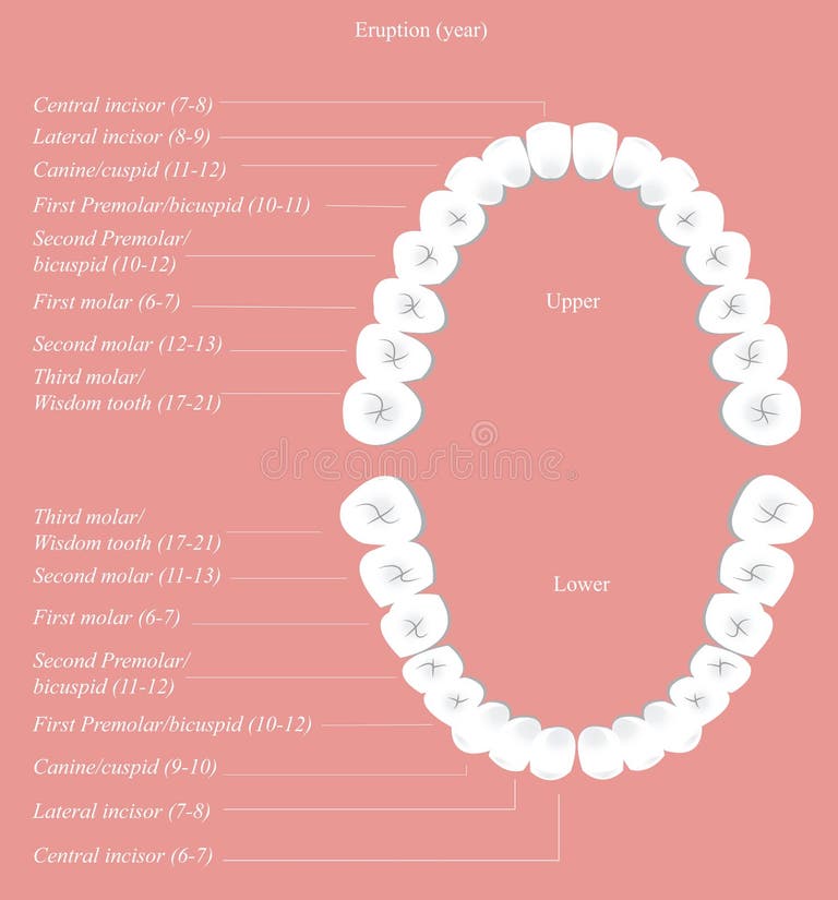 Adult Dental Chart Stock Illustrations – 245 Adult Dental Chart Stock ...