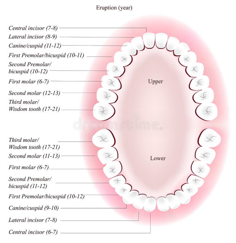 Adult Dental Chart Stock Illustrations – 229 Adult Dental Chart Stock ...