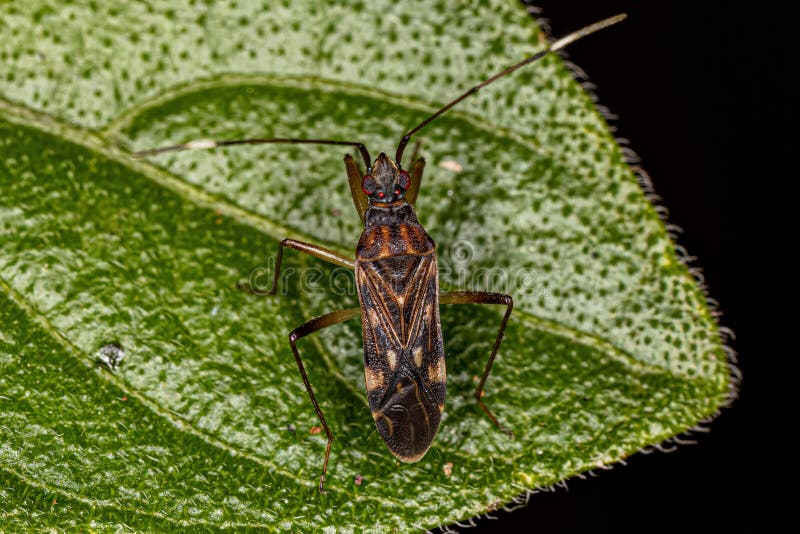 Adult Dirt-colored Seed Bug Stock Image - Image of animal, wildlife ...