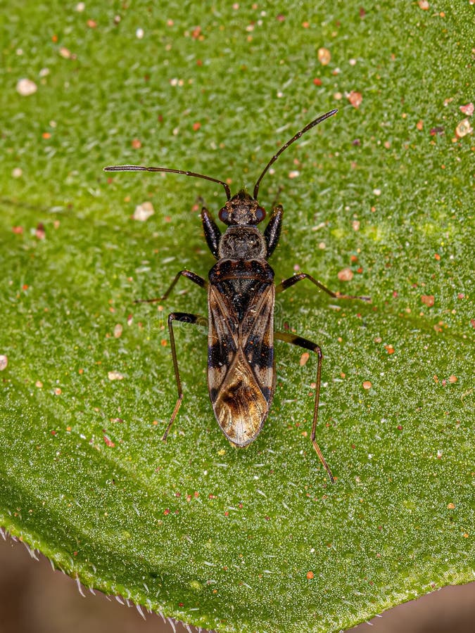 Adult Dirt-colored Seed Bug Stock Photo - Image of wild, irtcolored ...