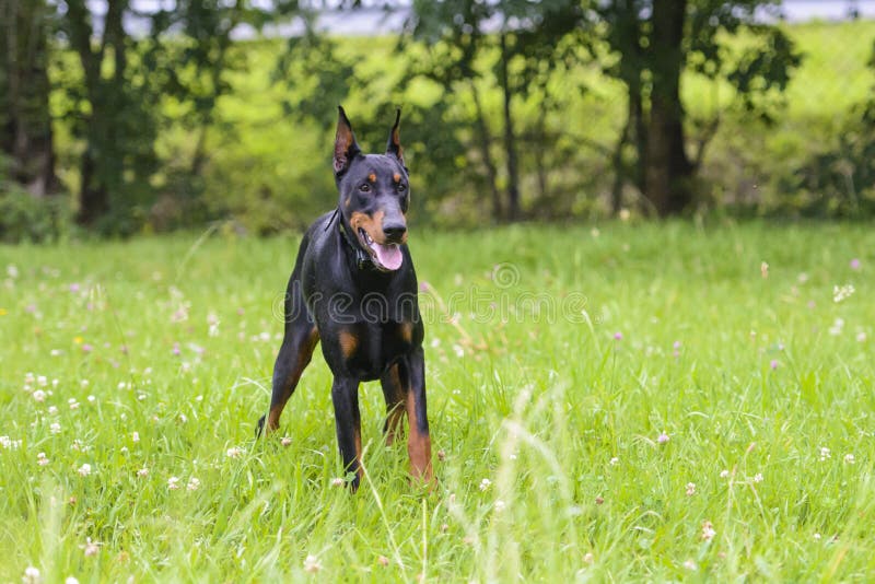 Adult Doberman in the Field Stock Image - Image of tree, animal: 98078721