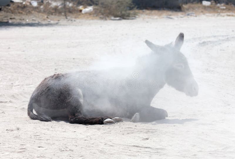 Donkey rolling in sand stock photo. Image of roll, animal - 32766042