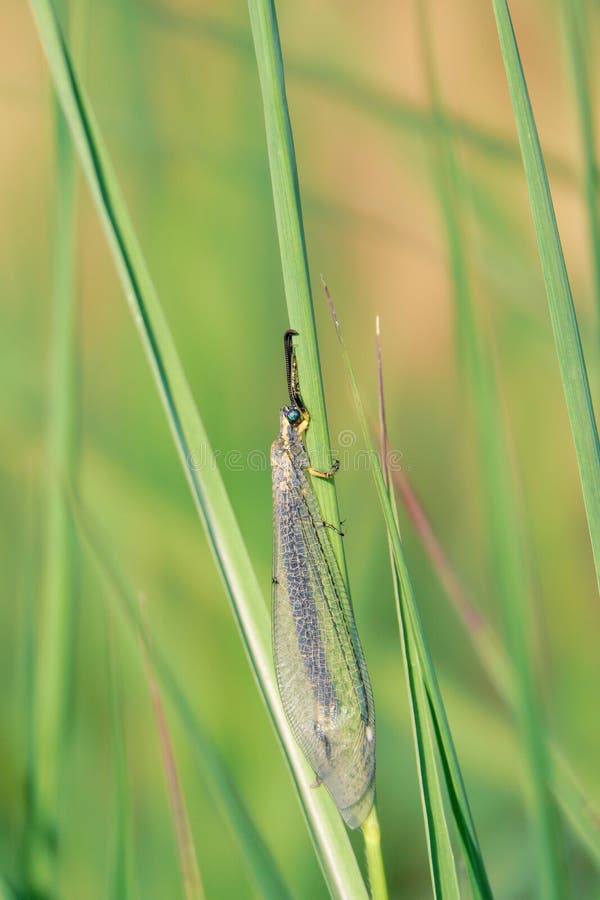 Adult doodlebug stock image. Image of close, life, wildlife - 190332149