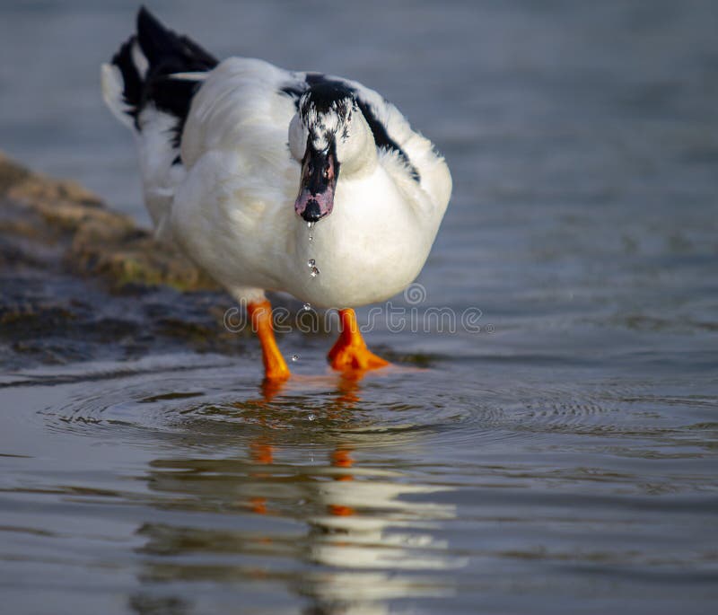 Adult Duck Drinking Water on a River with Water Drops Falling Stock ...