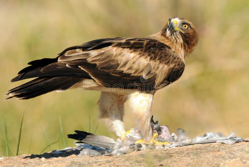 116 Eagle Eating Rabbit Photos - Free & Royalty-Free Stock Photos from ...