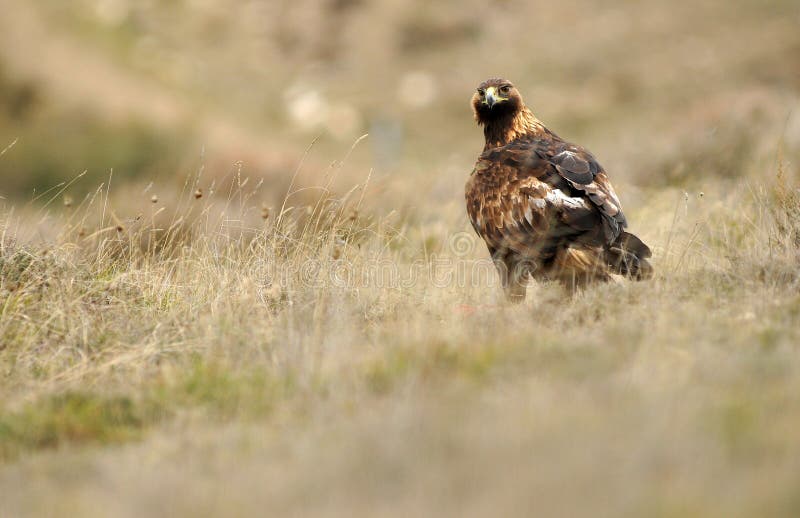 Adult eagle in the field stock photo. Image of golden - 35276108