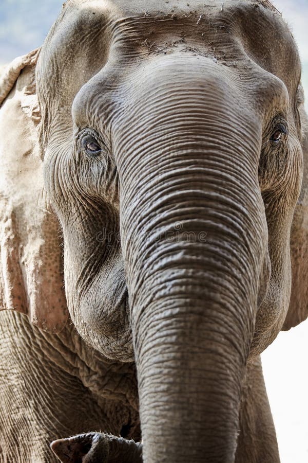 3,508 Closeup Elephant Face Photos - Free & Royalty-Free Stock Photos ...
