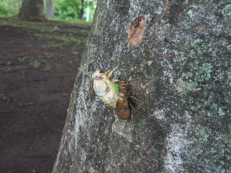 Adult emergence of cicada stock photo. Image of insect - 74709068