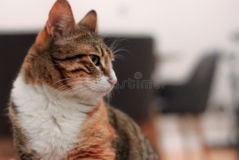 Adult Female Cat Facing Sideways at Home Stock Image - Image of cute ...