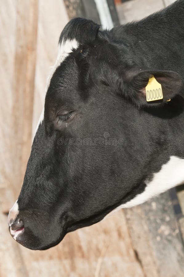 Adult female Dairy cattle stock photo. Image of cows - 18322192