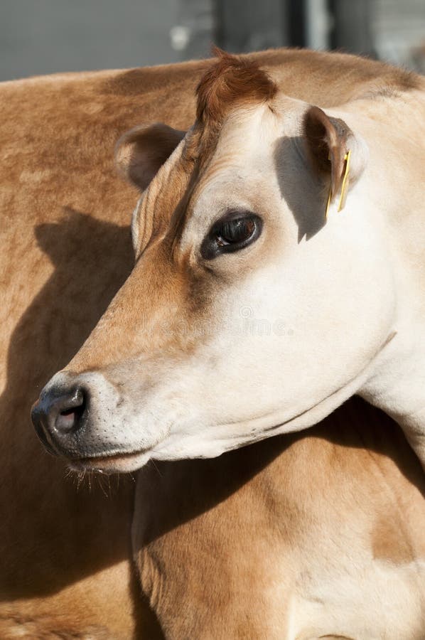 Adult female Dairy cattle stock photo. Image of dairy - 18322236