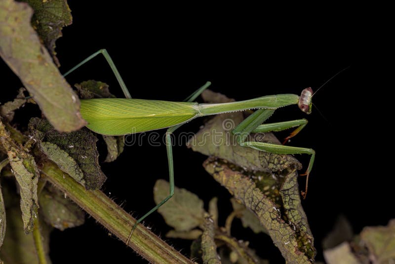 Adult Female Mantid stock photo. Image of hunting, eyes - 250655786