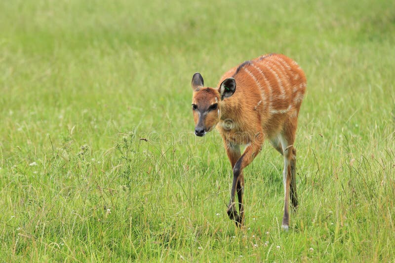 Marshbuck stock photo. Image of deer, wildlife, prairie - 268999986