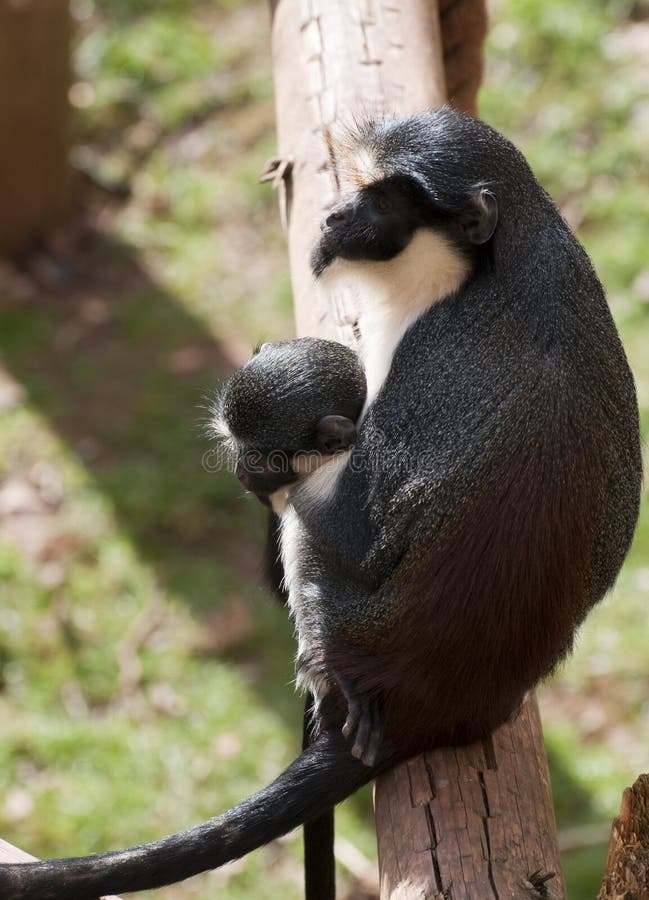 Adult Female Monkey with Baby Stock Image - Image of captivity ...