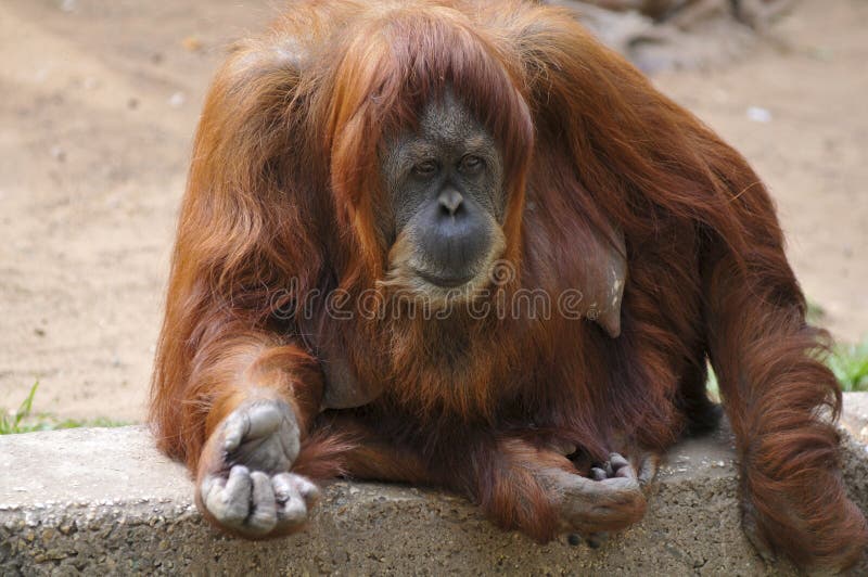 Adult Female Orangutan stock image. Image of simian, indonesia - 9630507