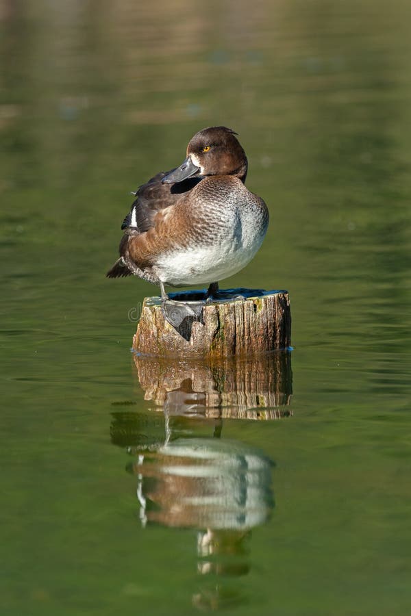 Adult Female Tufted Duck on the Column Surrounded by Water Stock Image ...