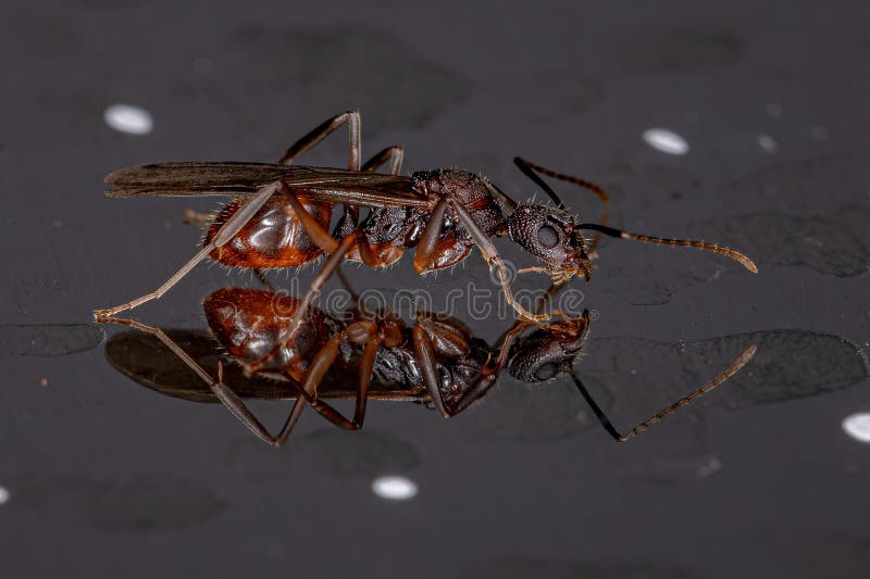 276 Female Winged Ant Stock Photos - Free & Royalty-Free Stock Photos ...