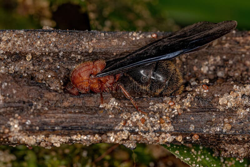 Adult Fire Ant stock photo. Image of detail, animal - 241077616