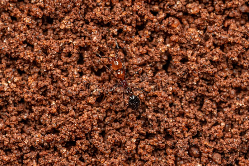 Adult Fire Ants stock image. Image of wild, solenopsis - 264275943