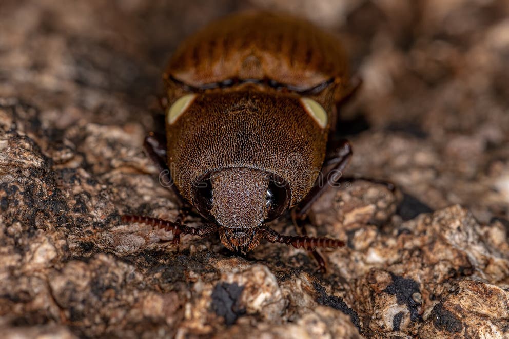 Adult Fire Click Beetle stock photo. Image of animal - 234038428