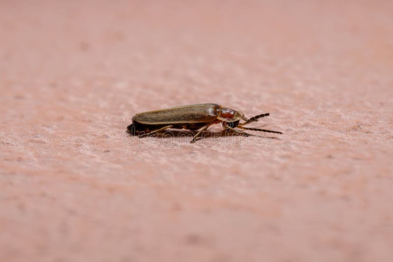 Adult Firefly Beetle stock image. Image of bioluminescence - 209450689