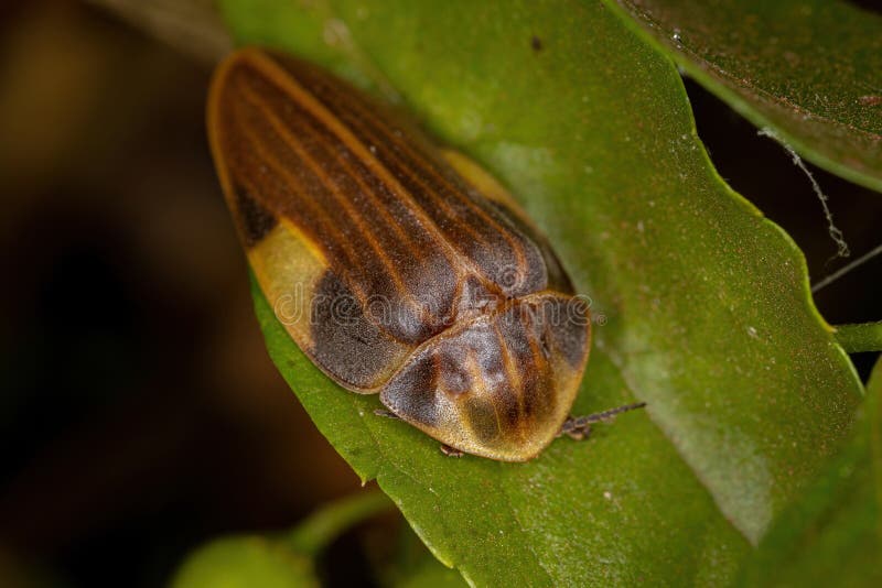 Adult Firefly Beetle stock photo. Image of pterygota - 228541750
