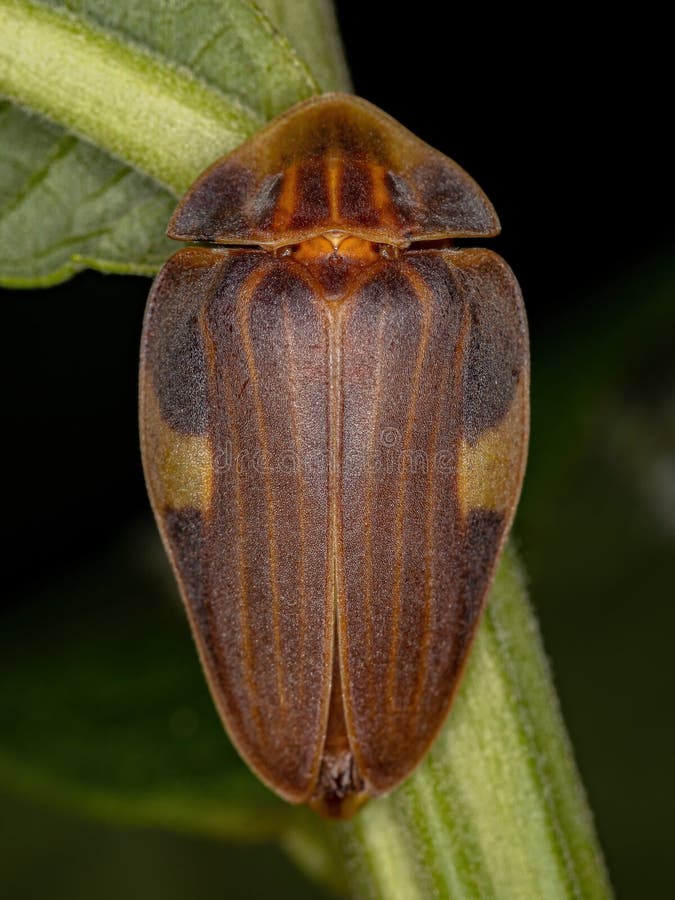 Adult Firefly Beetle stock image. Image of fauna, lampyrinae - 231752257