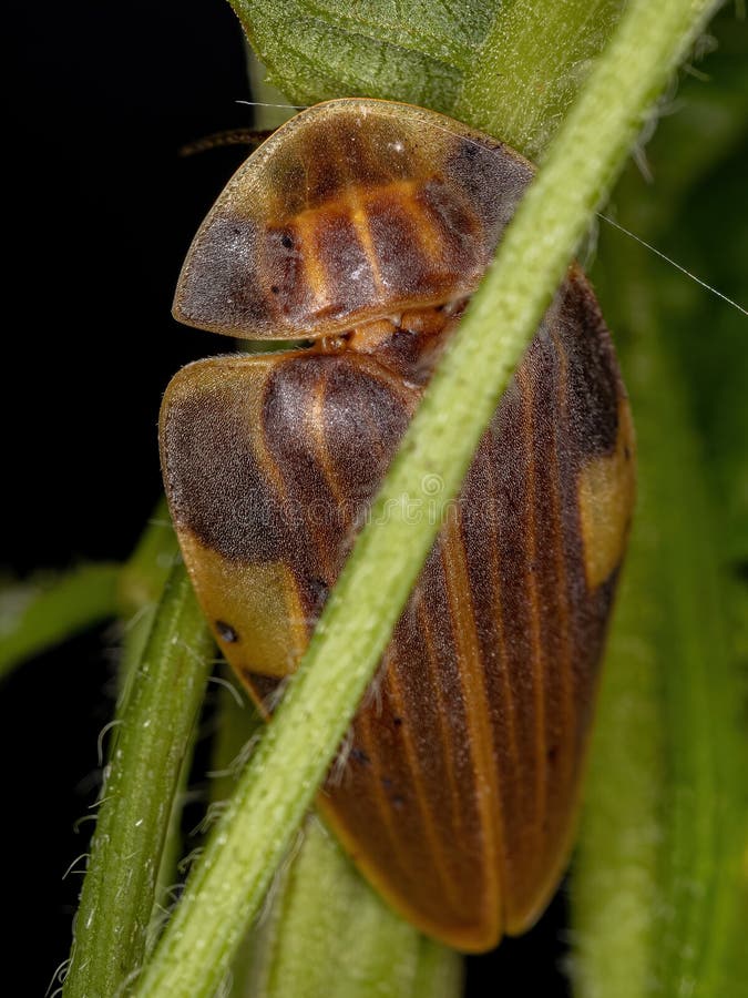 Adult Firefly Beetle stock image. Image of fauna, lampyrinae - 231752257